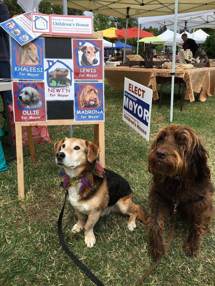 These US towns have elected cute animals as politicians | Roadtrippers