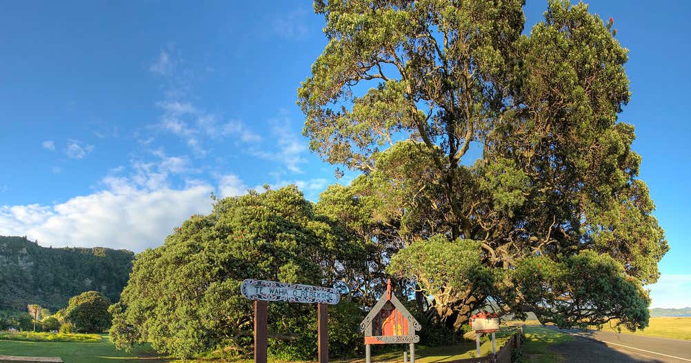 Te-Waha-O-Rerekohu - Oldest Pohutukawa Tree, Gisborne District ...