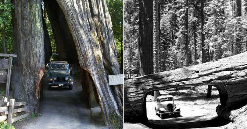 Drive right through America's coolest tunnel trees | Roadtrippers