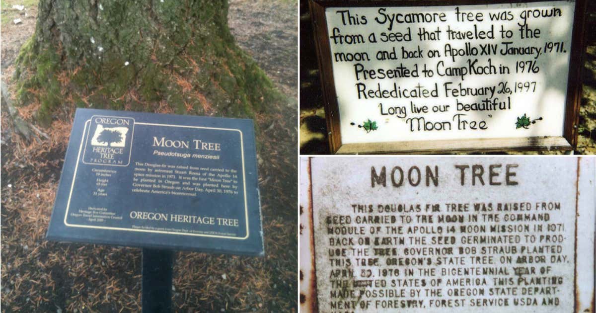 America's strange and rare moon trees | Roadtrippers