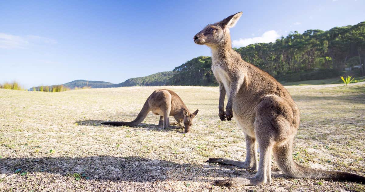 The extraordinary wildlife of New South Wales | Roadtrippers