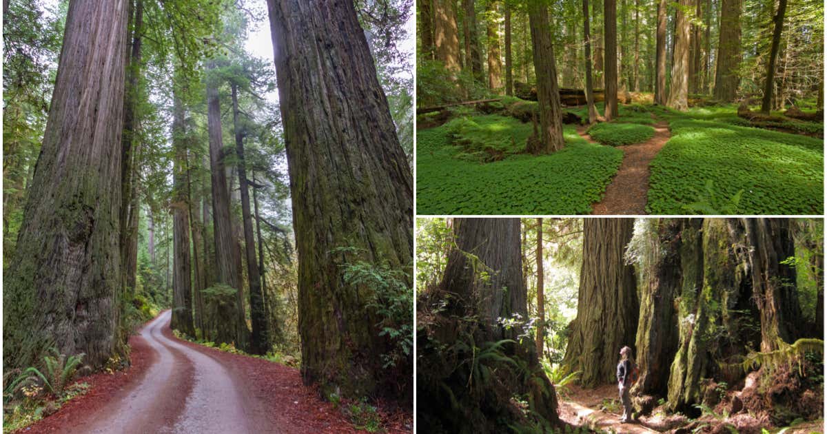 The ultimate coastal redwoods road trip | Roadtrippers