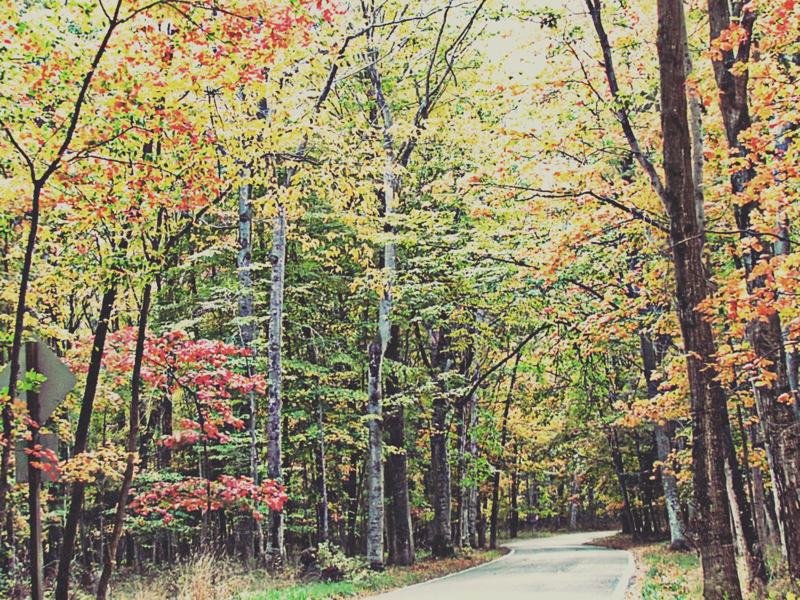 Tunnel of Trees: Driving down the magnificent M-119 | Roadtrippers